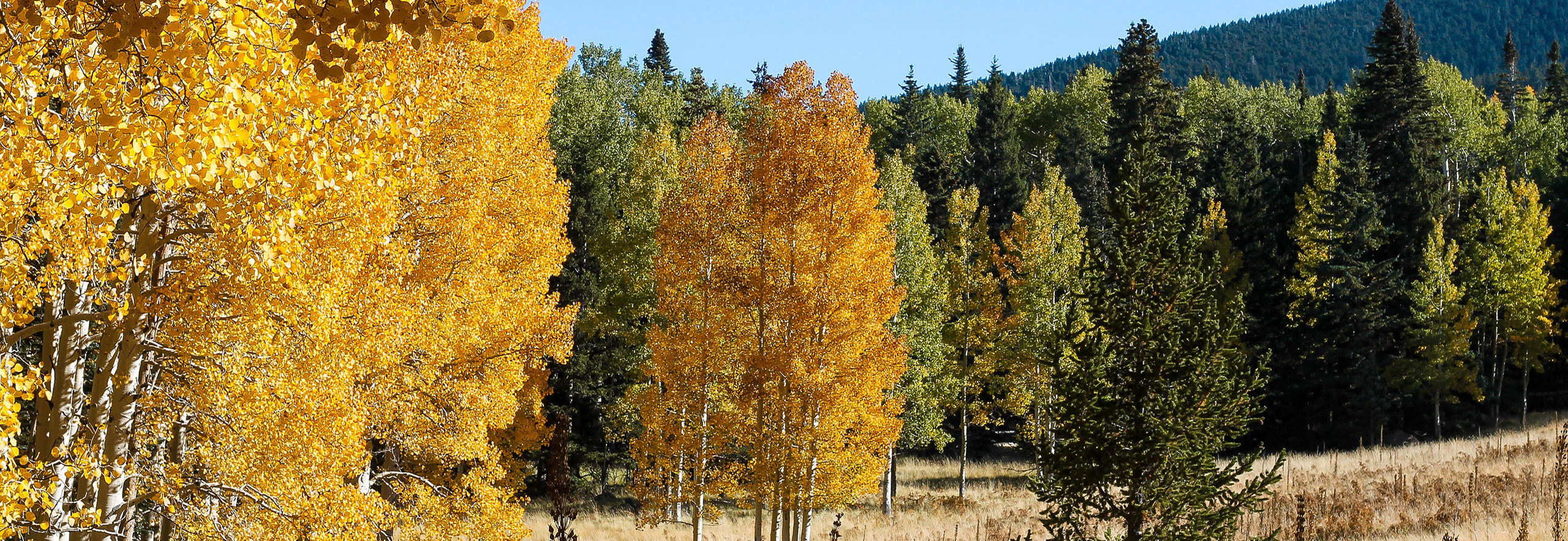 Discover Flagstaff - Access Escapes