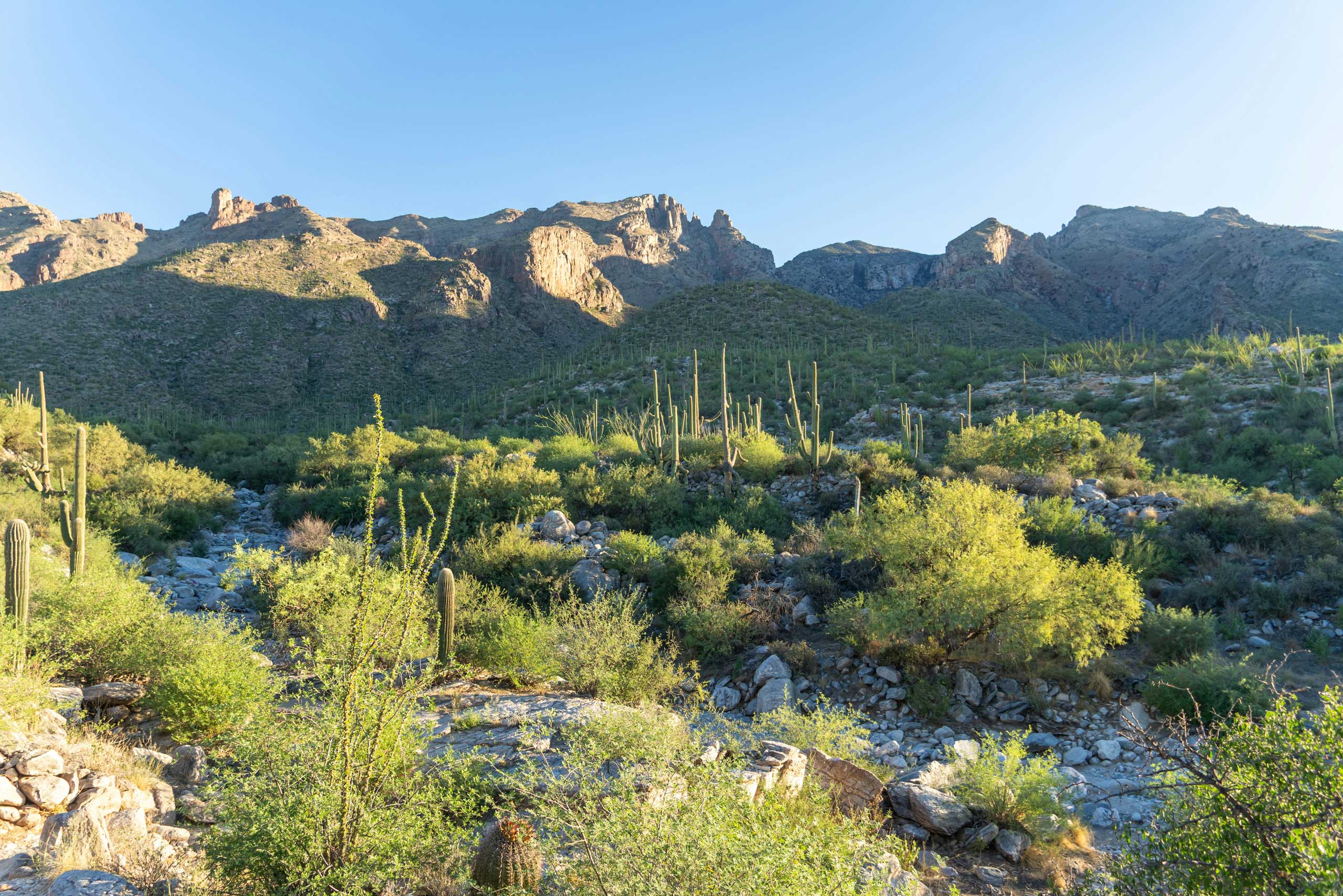 Explore Saguaro National Park in Tucson: A Guide for Travelers - Access ...